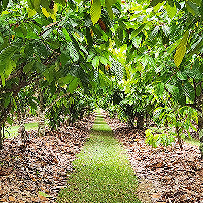 The Australian Chocolate Farm. Bean To Bar Experience.